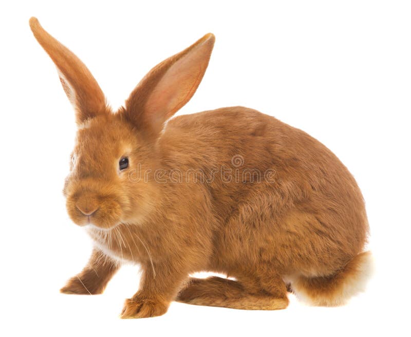Light brown rabbit stock photo. Image of adorable, fluffy - 42504292