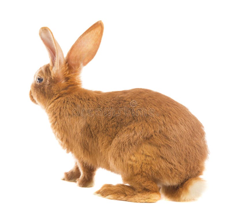 Light brown rabbit stock photo. Image of adorable, rabbit - 42615430