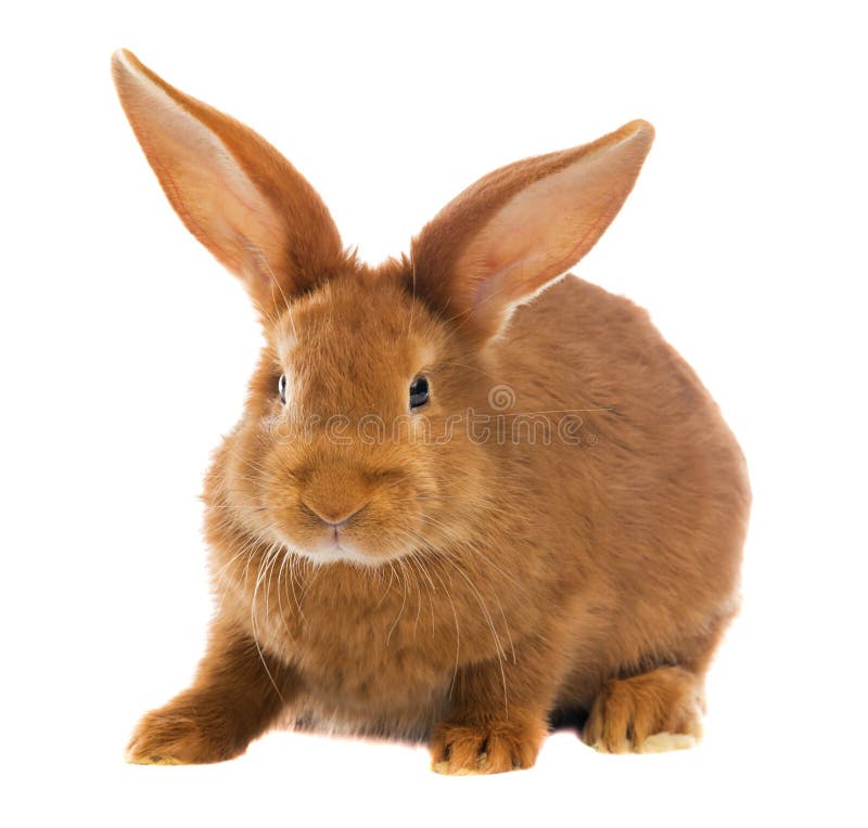 Light brown rabbit stock photo. Image of single, little - 42608144