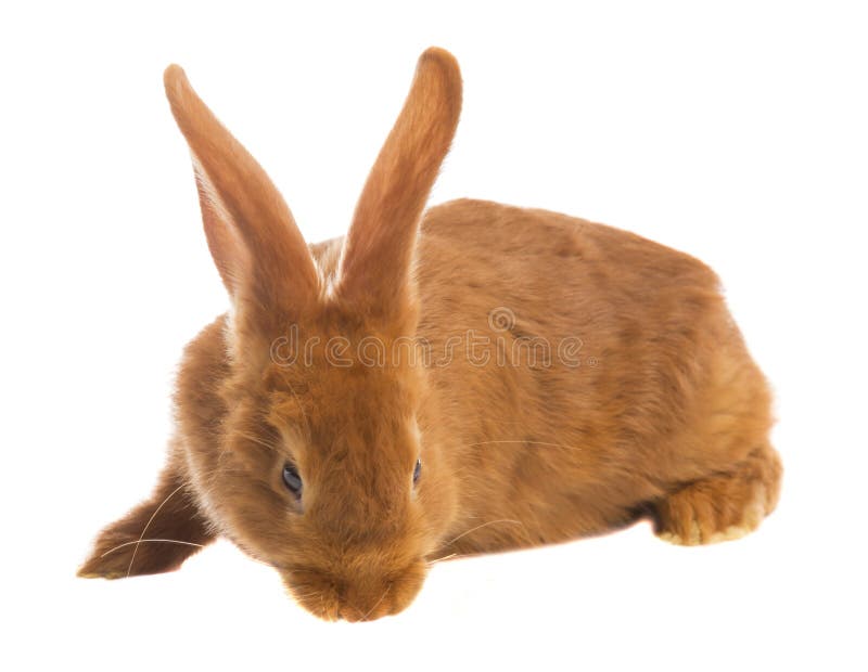 Light brown rabbit stock photo. Image of beauty, animal - 42548484