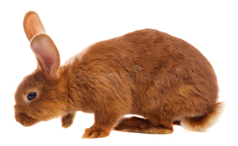 Light brown rabbit stock photo. Image of breed, cute - 42627070
