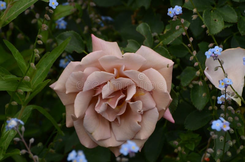 Brown and Blue stock photo. Image of rose, flowers, surrounded - 247085474