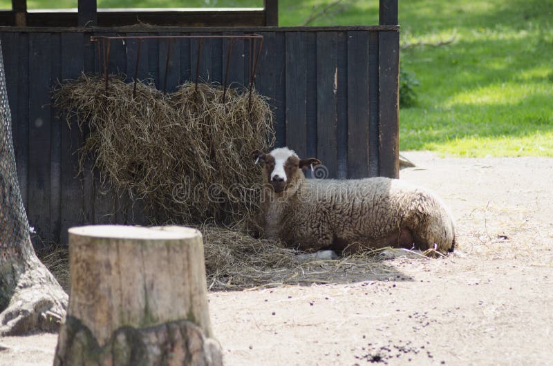 Light brown sheep. stock image. Image of farm, sheep - 72551455