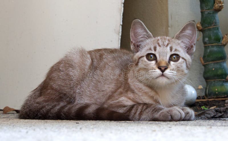 A Light Brown Tabby Thai Kitten Sitting on the Concrete Stock Photo ...