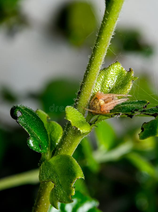 Light Brown Tiny Spider Stay among Tree Branch and Also Spin a Web for ...