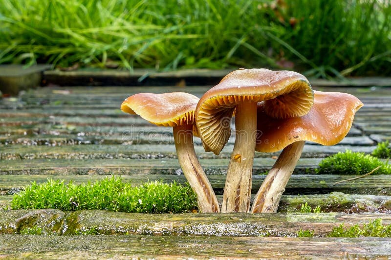 Light Brown Toadstools Growing Out of Decking Stock Image - Image of ...