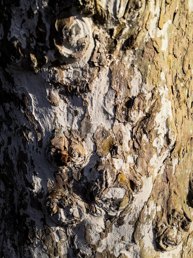 Light Brown Tree Bark Closeup Background. Macro Crust Tree. Stock Image ... Light Brown Tree Bark Closeup Background. Macro Crust Tree. Stock Image ...