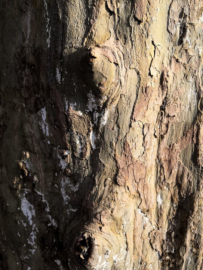 Light Brown Tree Bark Closeup Background. Macro Crust Tree. Stock Image ... Light Brown Tree Bark Closeup Background. Macro Crust Tree. Stock Image ...