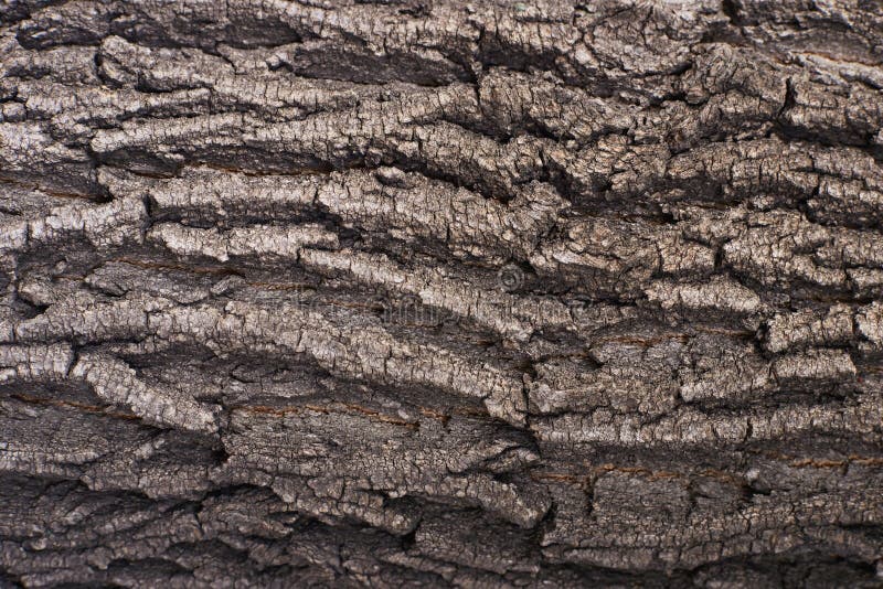 Bark Tree Texture. Brown Wood Background Stock Image - Image of forest ...