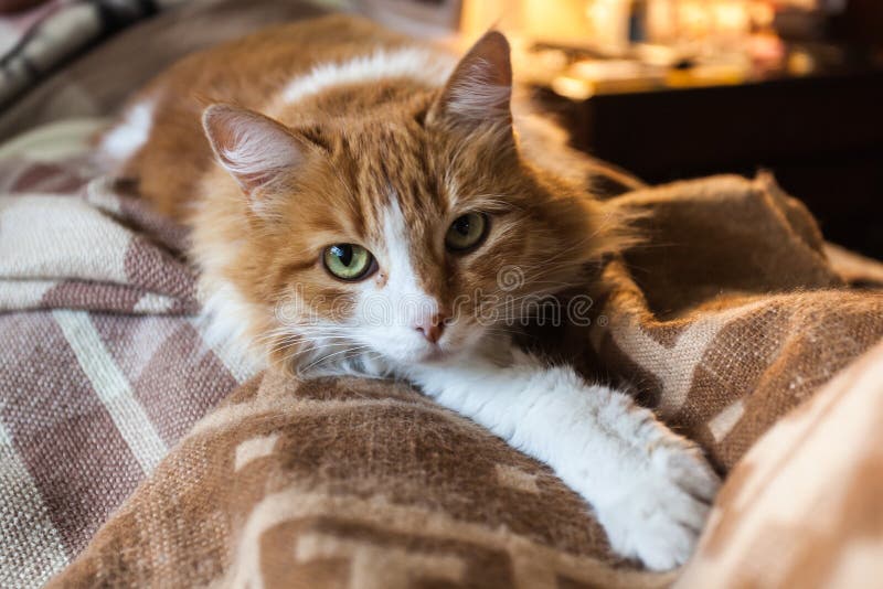 Light Brown Cat Stock Photos - Download 8,858 Royalty Free Photos