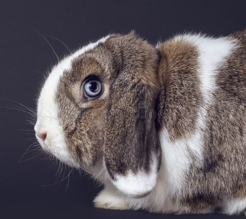 White Rabbit With Brown Ears Sitting In Profile. Stock Image - Image of ...