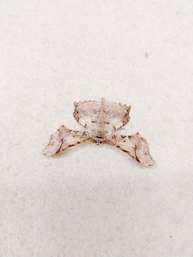 A Light Brown Winged Butterfly with a Unique Pattern Stock Image ...