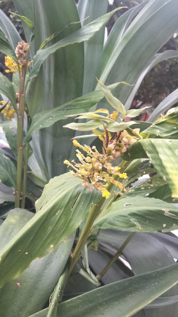 It is Called the Buddhist Lent Flower. Stock Image - Image of lent ...