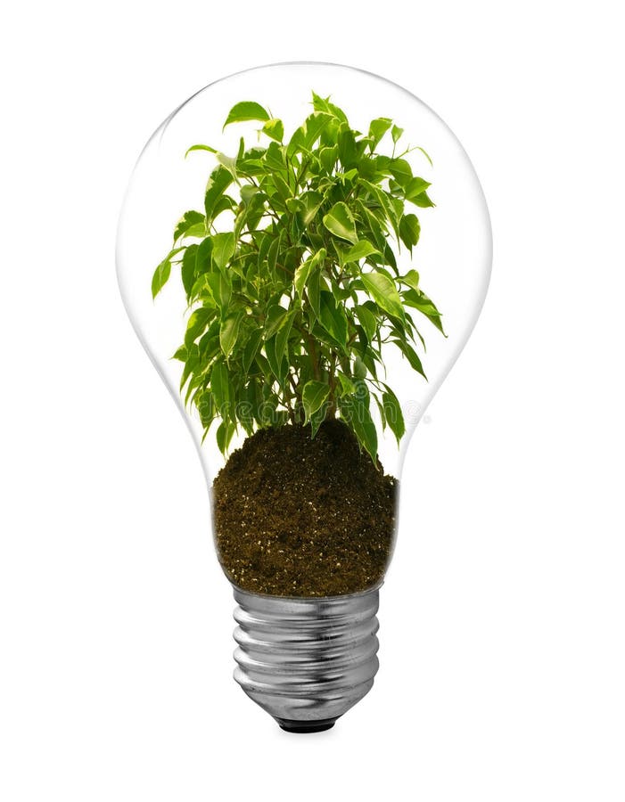 Tree In Light Bulb Picture. Image: 10823516
