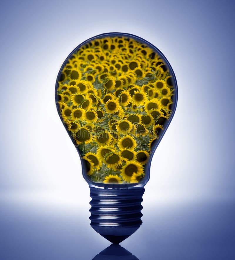 Light Bulb Picture. Image: 16747077