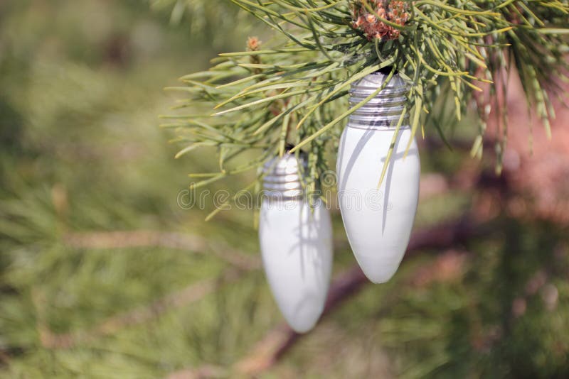 Light Bulb on a Branch of Pine Stock Photo - Image of responsibility ...