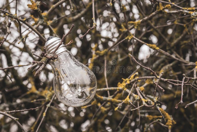 Light Bulb on the Branches of Wild Bush Stock Image - Image of ...