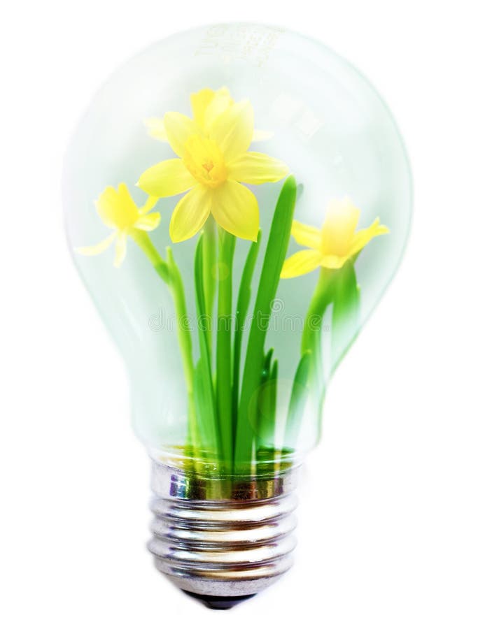 Light Bulb with Flower Inside Stock Photo - Image of nature, spring ...