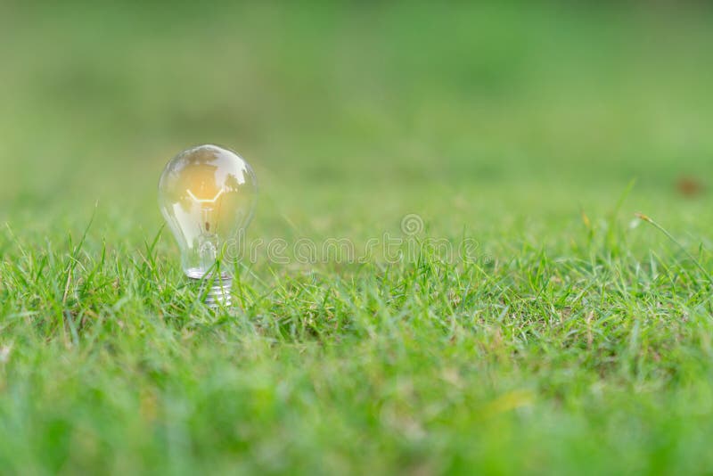 Light Bulb Growth Up on in Meadow Stock Image - Image of ecosystem ...