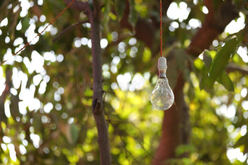 4,976 Tree Hanging Bulb Photos - Free & Royalty-Free Stock Photos from ...