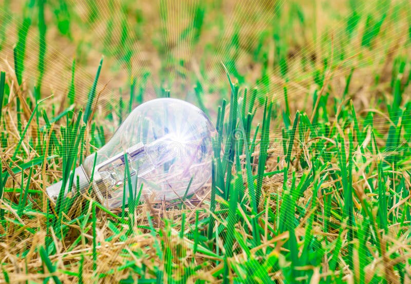 Light Bulb Idea on the Grass Stock Image - Image of save, lamp: 42806365