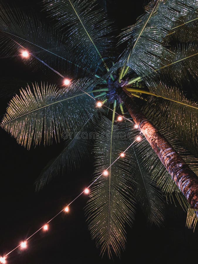 Light Bulb Installed on a Coconut Palm Tree. Tropical Back Yard ...