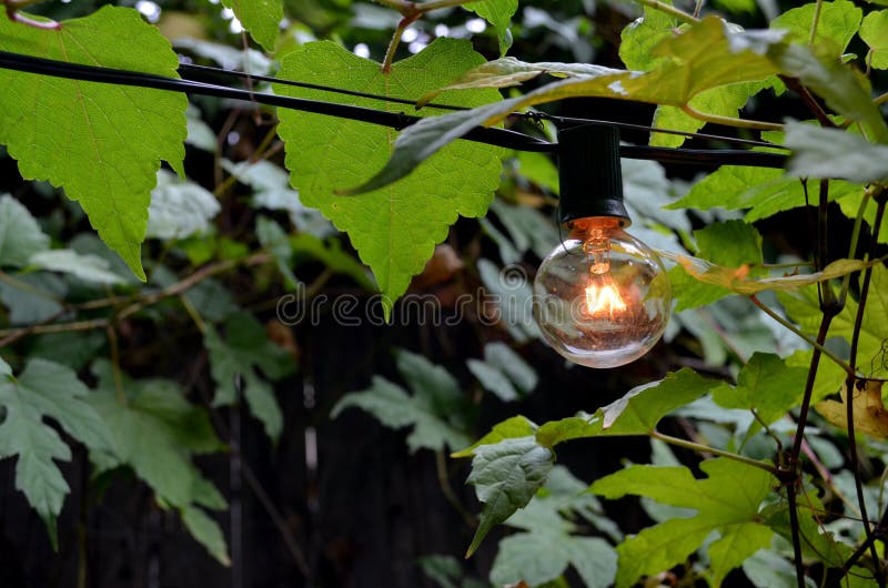 Light Bulb among Leaves stock photo. Image of leaf, nature - 60600114