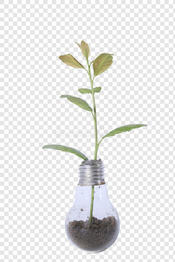 Light bulb with plant stock image. Image of climate, glass - 73186235