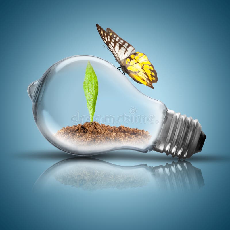 Sprout Inside the Light Bulb Stock Photo - Image of shape, plant: 9089994