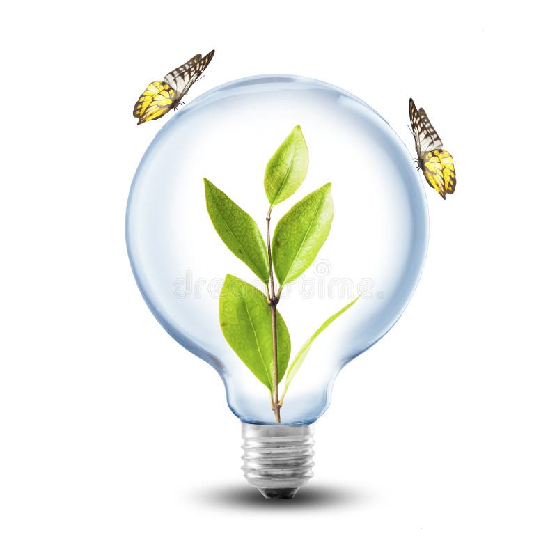 Sprout Inside the Light Bulb Stock Photo - Image of shape, plant: 9089994