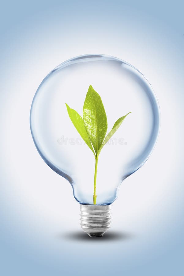Sprout Inside the Light Bulb Stock Photo - Image of shape, plant: 9089994
