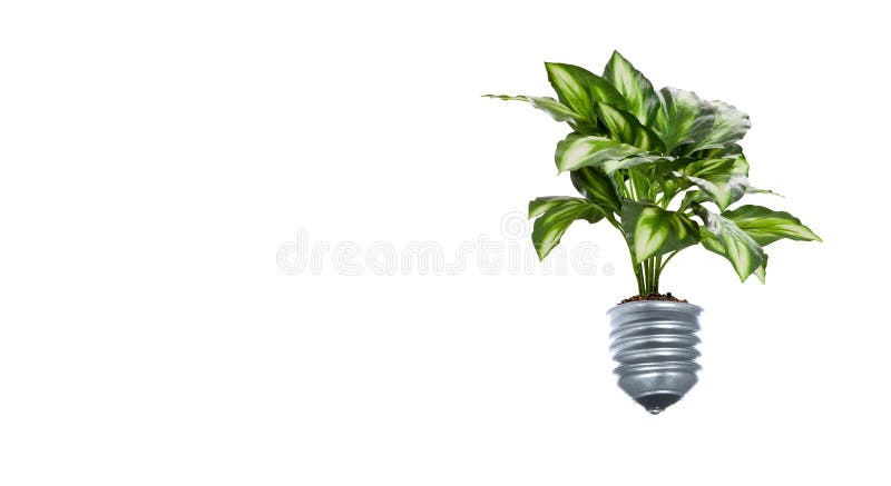 Light Bulb with Sprout. Mixed Media Stock Photo - Image of sprout ...