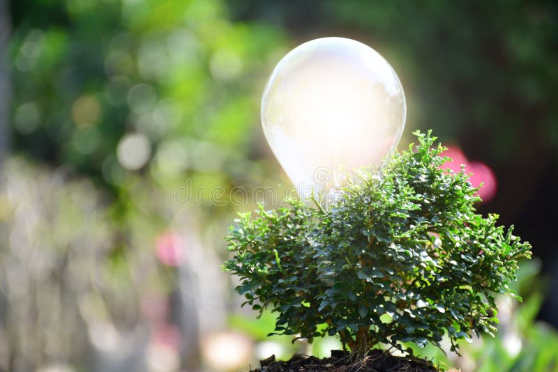 Light Bulb And Palm Tree Picture. Image: 91759591