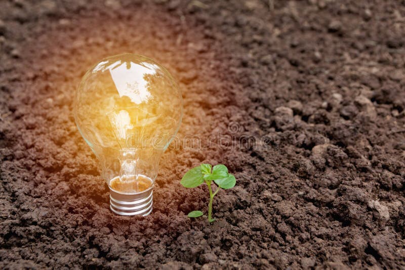 Light Bulbs with Glowing on Ground. Idea, Creativity and Saving Stock ...