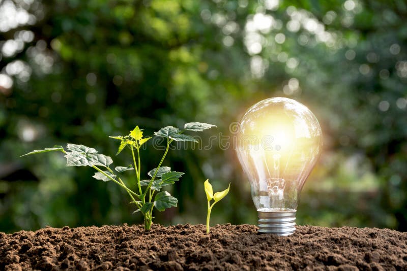 Light Bulbs with Glowing on Ground. Idea, Creativity and Saving Stock ...
