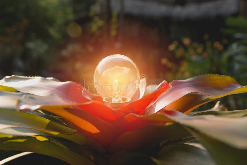 Light Bulbs with Glowing on Ground. Idea, Creativity and Saving Stock ...