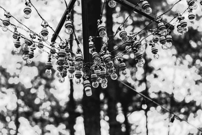 Light Bulbs Hanging in the Opening at Pine Forest. Stock Photo - Image ...