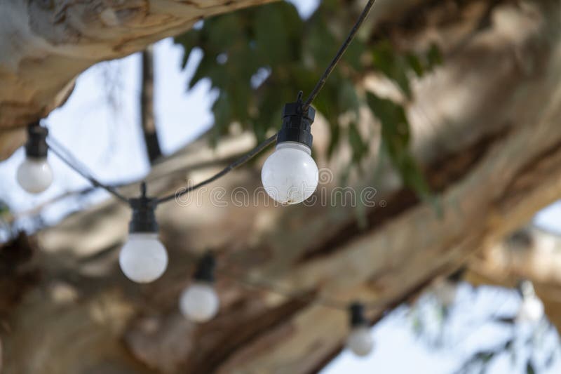 Light Bulbs Hanging on a Tree Stock Image - Image of gardening, tree ...