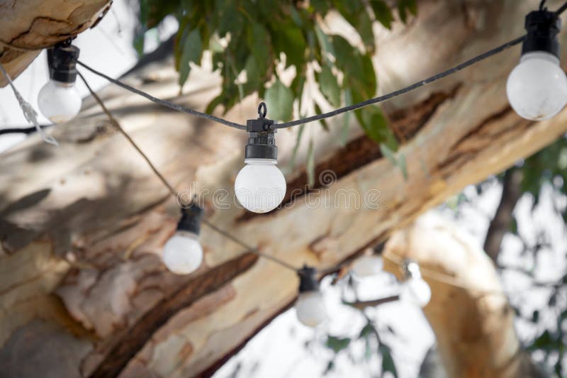 Light Bulbs Hanging on a Tree Stock Image - Image of decor, hanging ...