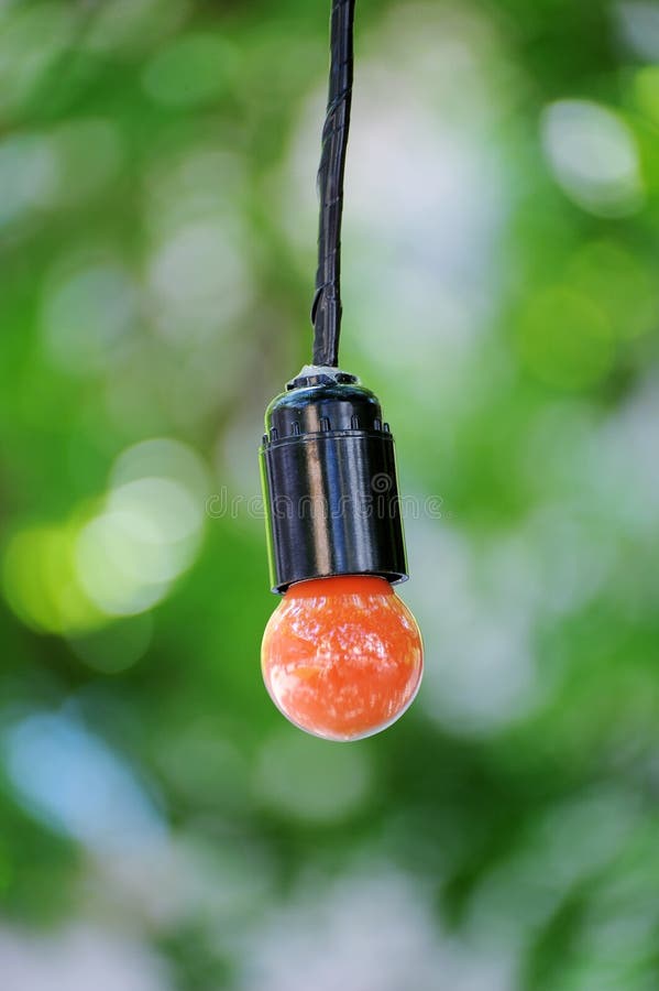 Light Bulbs Hanging from a Tree Stock Photo - Image of bulb, electrical ...