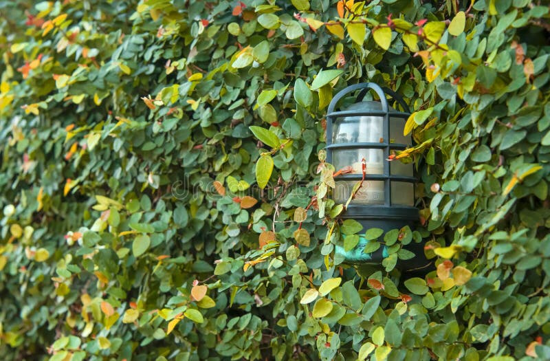 Light Bulbs Mounted Along the Wall Stock Photo - Image of design, bulb ...
