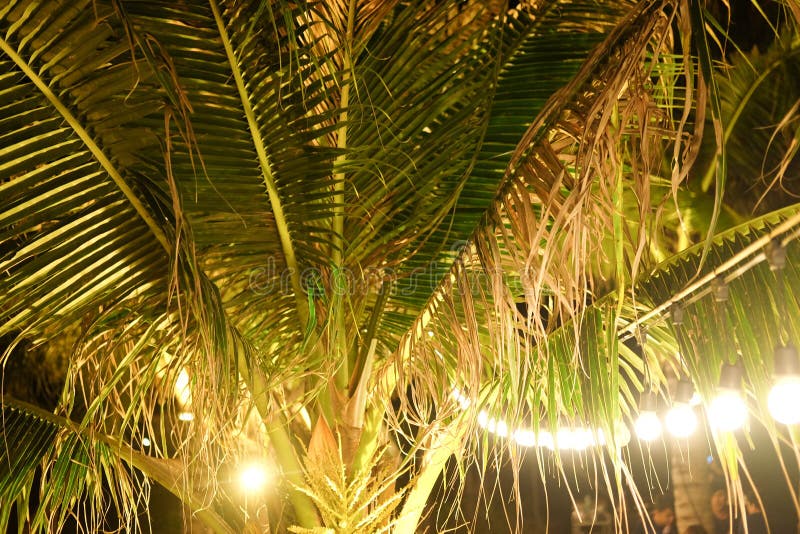 Light Bulbs Ornamental in Coconut Tree Stock Image - Image of design ...