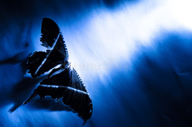 Light butterfly stock photo. Image of isolated, butterfly - 90462168