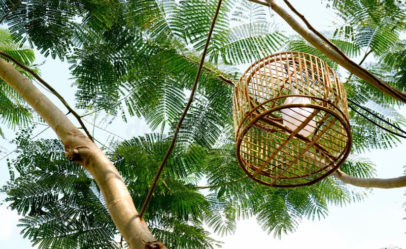 Light in the Cage Hanging on Tree Stock Image - Image of elegant, cage ...