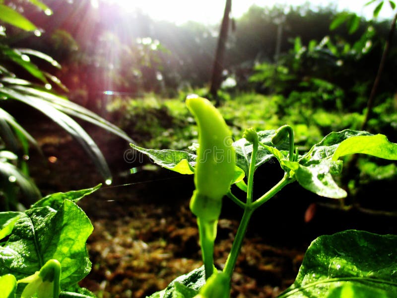 Light of chilli stock photo. Image of chilli, light, forest - 78329880