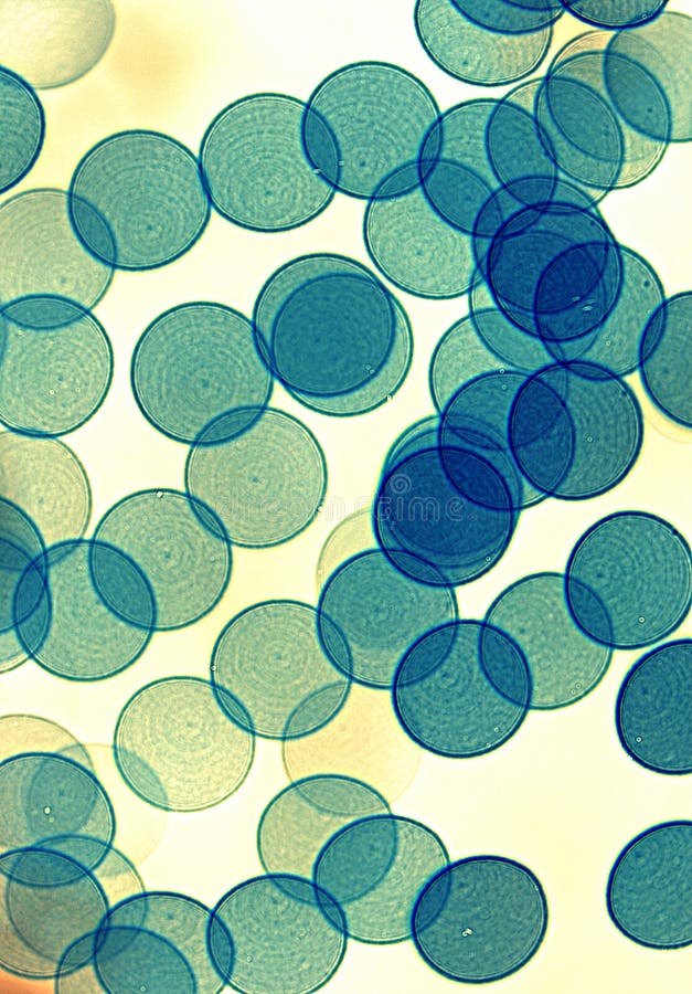 14,700 Light Microscope Stock Photos - Free & Royalty-Free Stock Photos ...