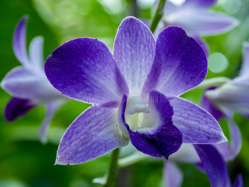 Light Close-up of a Blue Orchid Stock Image - Image of exotics, fresh ...