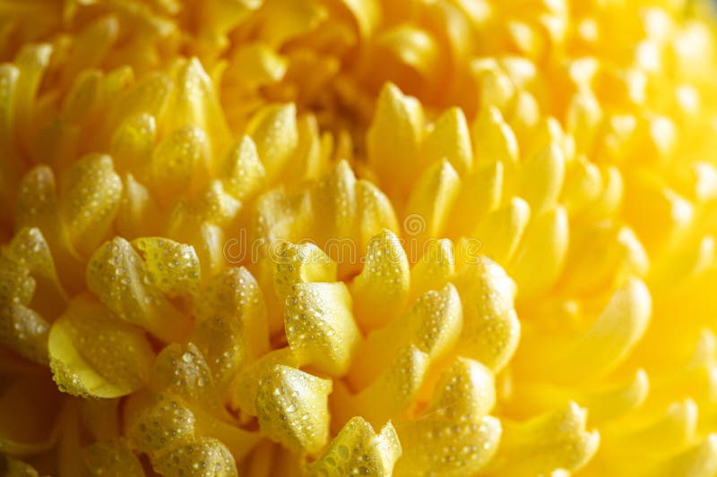 Light Closeup of Yellow Chrysant Flower. Large Chrysanthemum Flower ...
