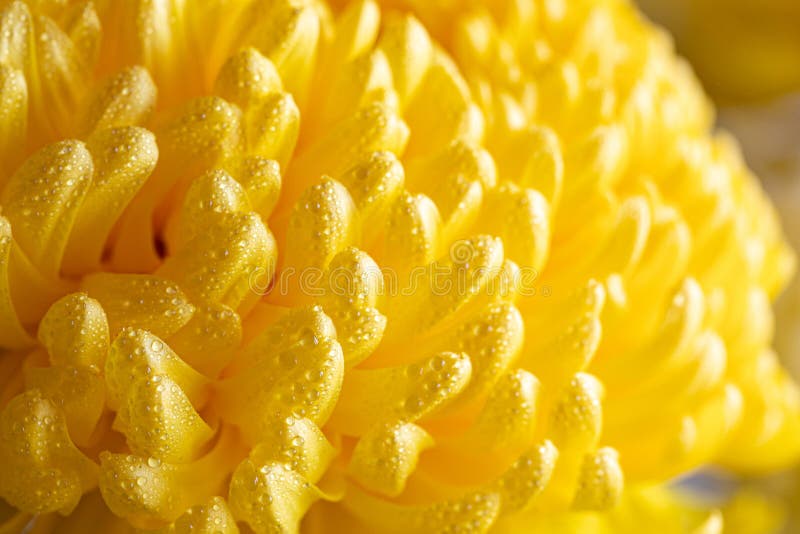 Light Closeup of Yellow Chrysant Flower. Large Chrysanthemum Flower ...
