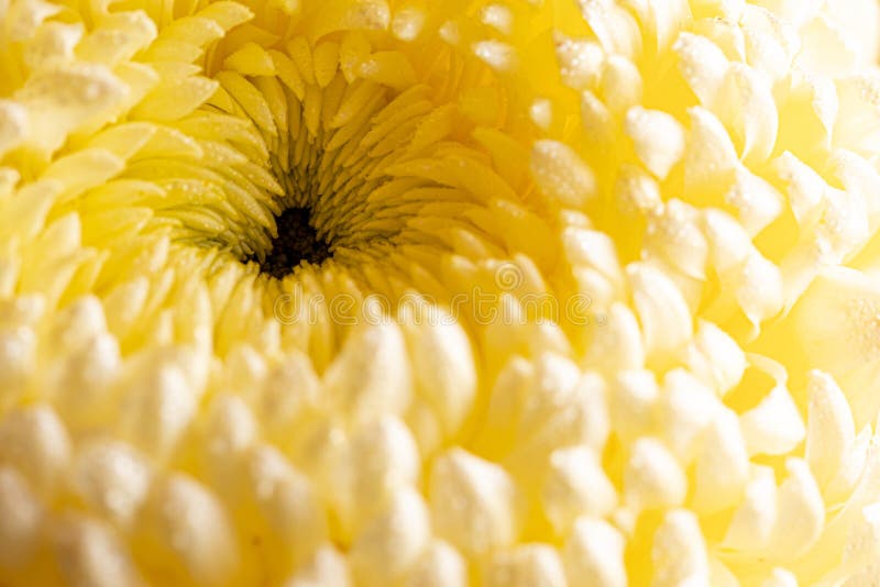 Light Closeup of Yellow Chrysant Flower. Large Chrysanthemum Flower ...